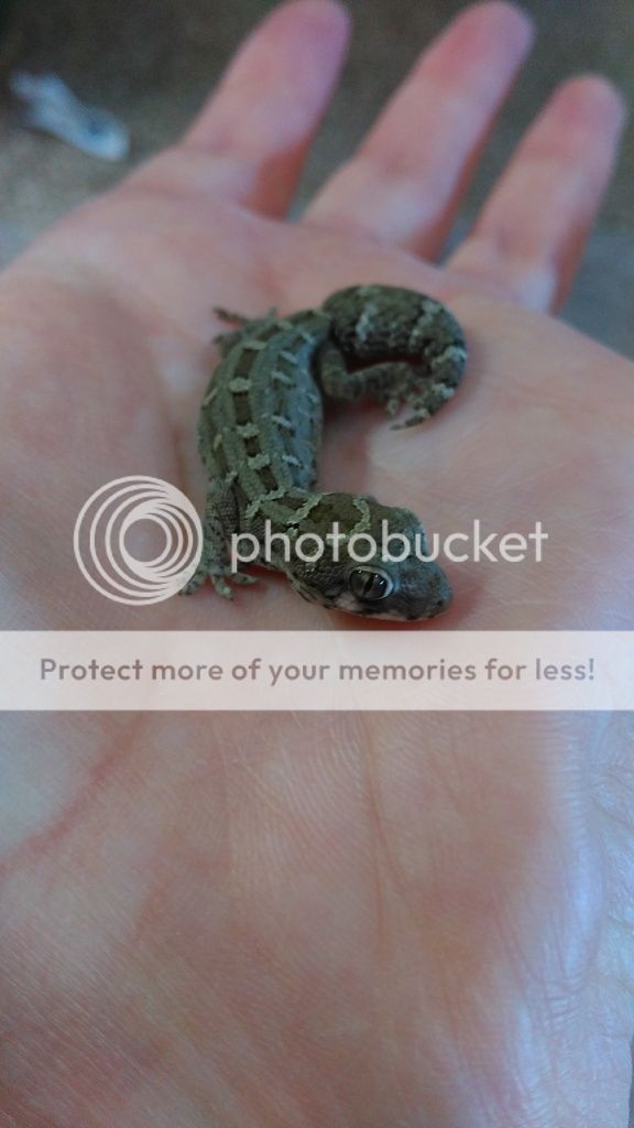 CB Viper geckos (Hemidactylus imbricatus) | Reptile Forums