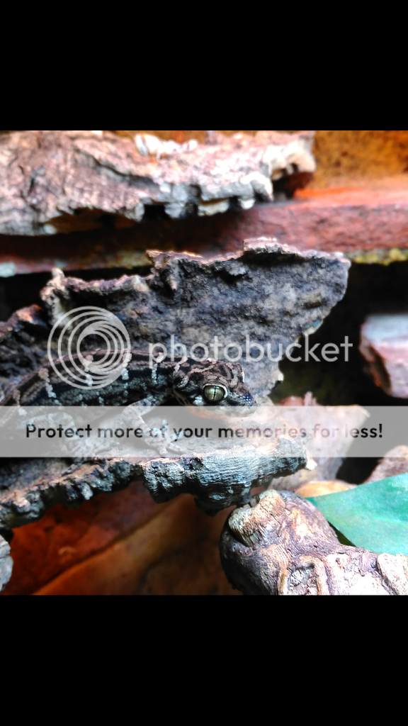 CB Viper geckos (Hemidactylus imbricatus) | Reptile Forums