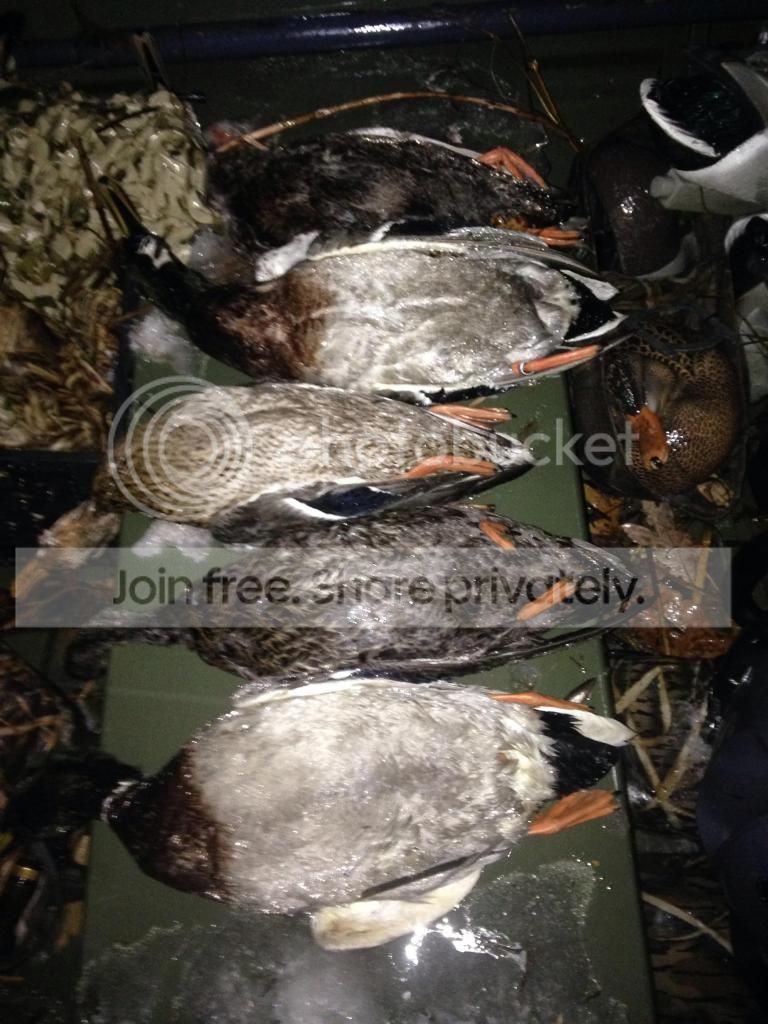 11/26 evening hunt | Duck Hunting Forum