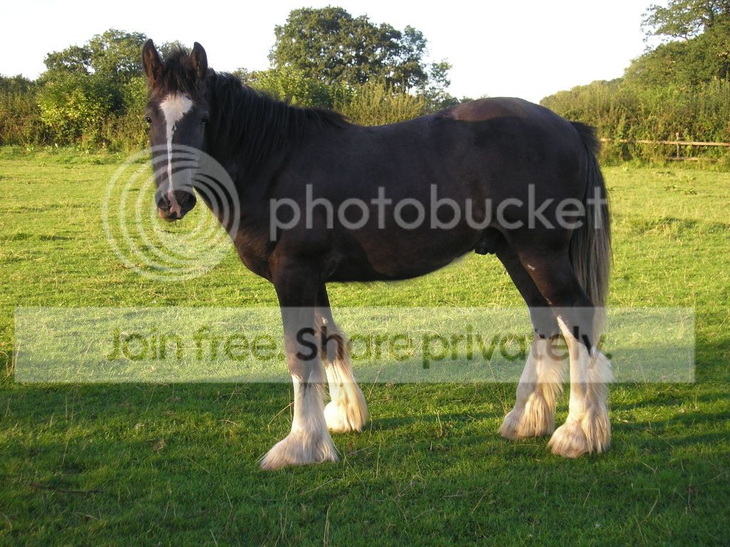 Does anyone own a shire or shire x cob? | Horse and Hound Forum
