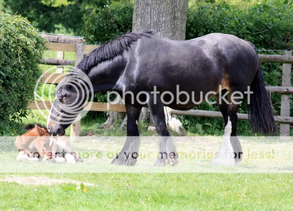 Irish draught cross cob to produce a show cob | Horse and Hound Forum