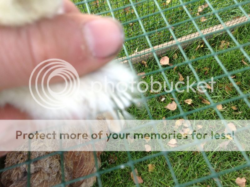 Haan of hen - Kippenforum.nl