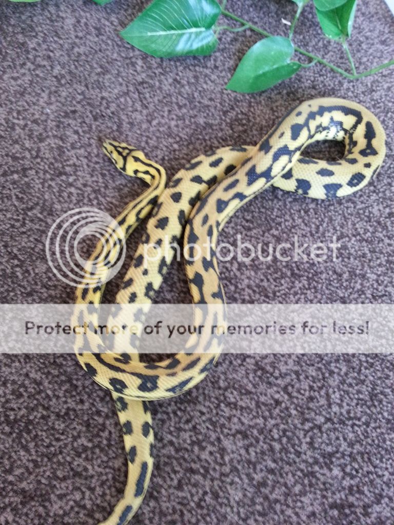 my carpet python | Reptile Forums
