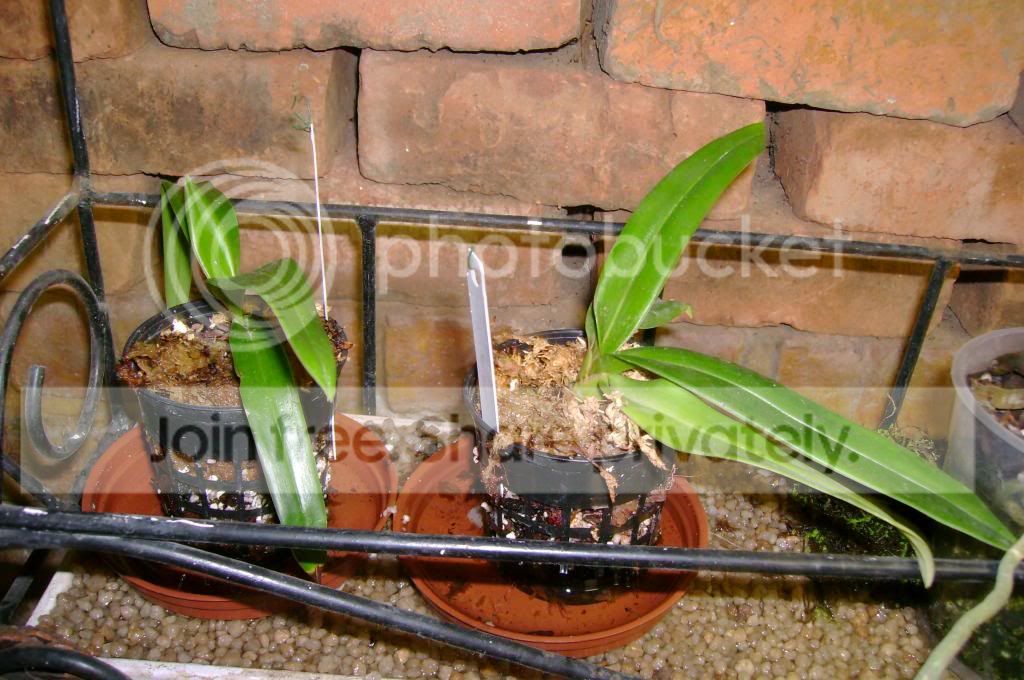 Seedling Phrag. kovachii getting new roots. | Slippertalk Orchid Forum