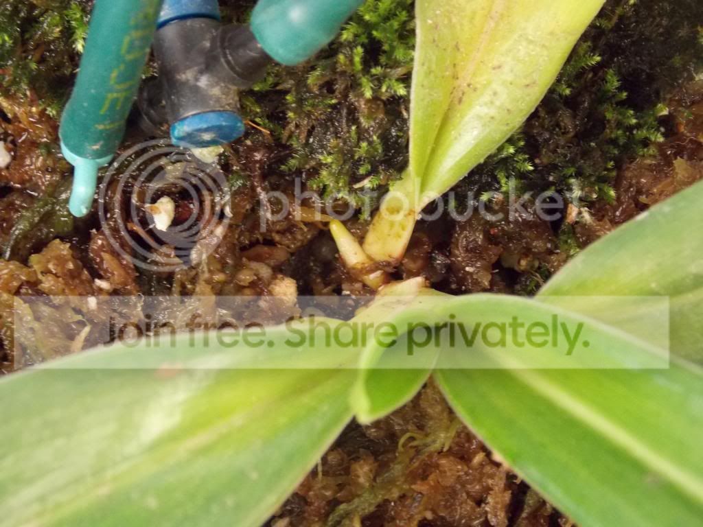 Seedling Phrag. kovachii getting new roots. | Slippertalk Orchid Forum