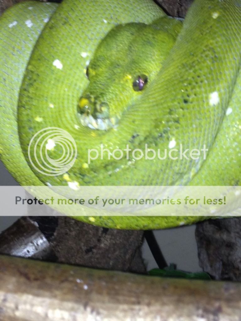 The Green Tree Python thread | Page 58 | Reptile Forums